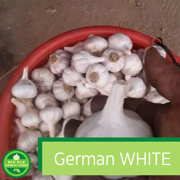 ‘German White’ Seed Garlic [$22/LB] – Big Elk Garlic Farm